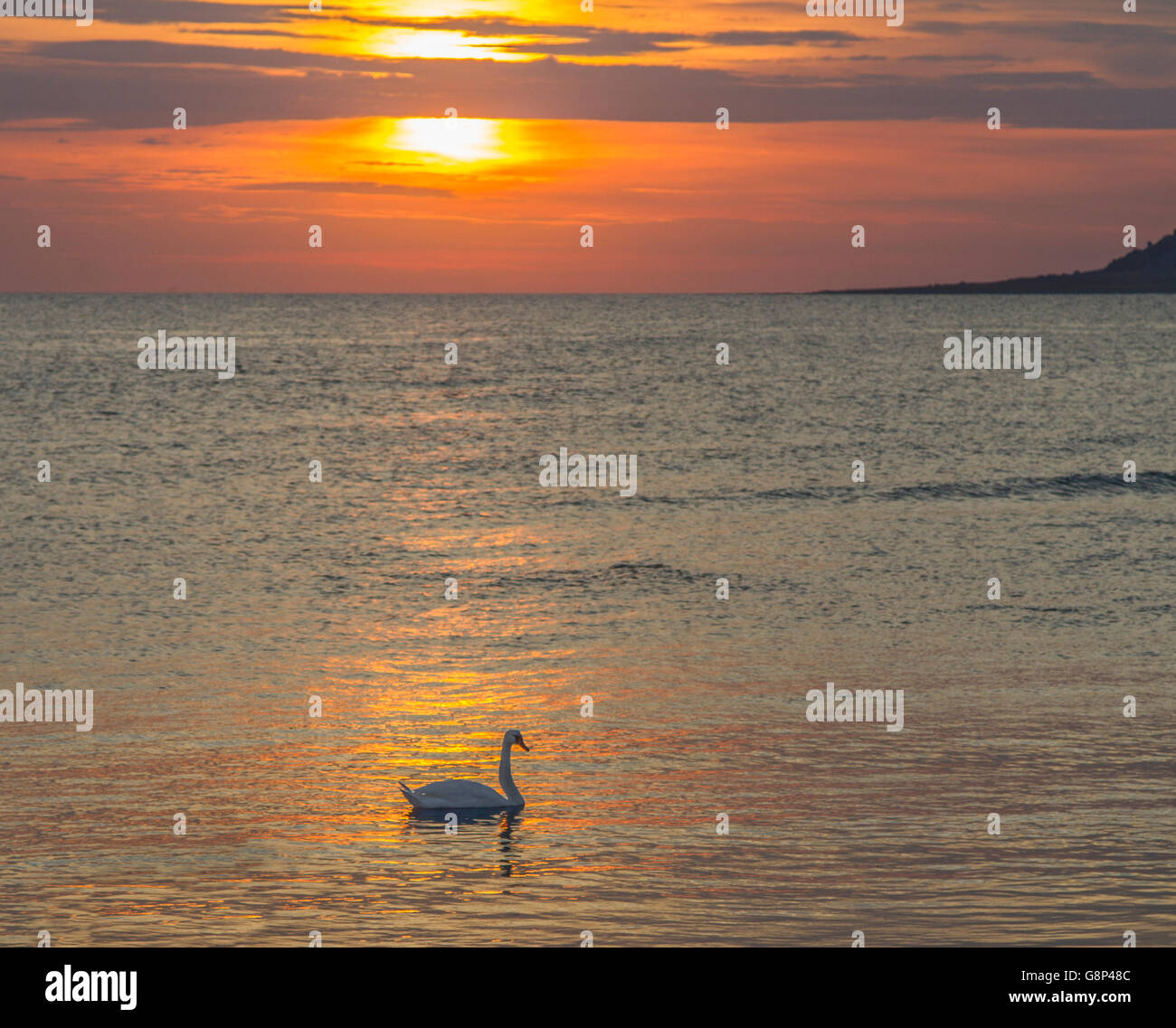Mute swan swimming in the ocean in sunset, outside Gotland, Sweden ...