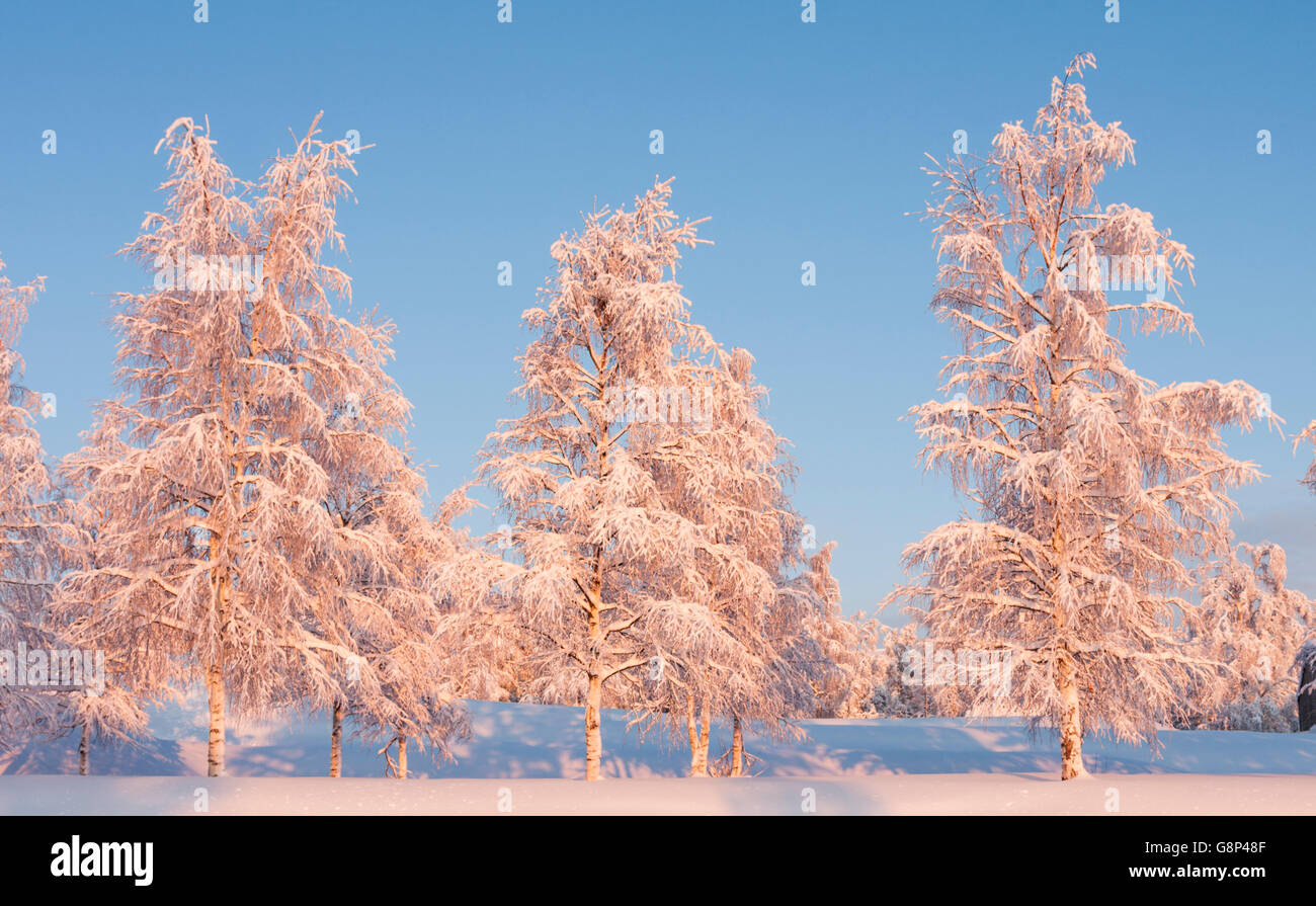 Three birch trees hi-res stock photography and images - Alamy