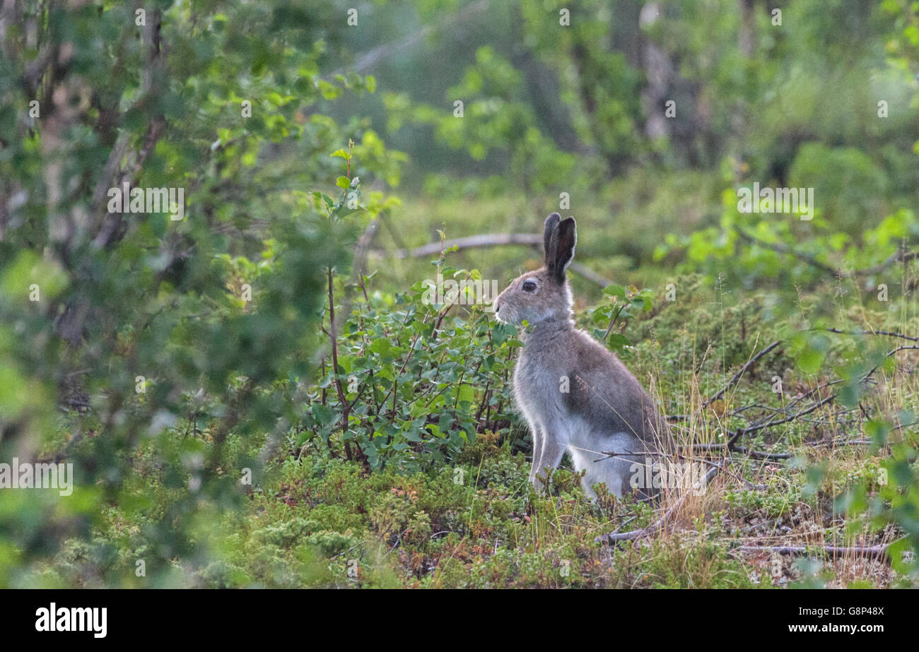 Mountain hare sitting on the ground at birch tree, Gällivare, Swedish ...