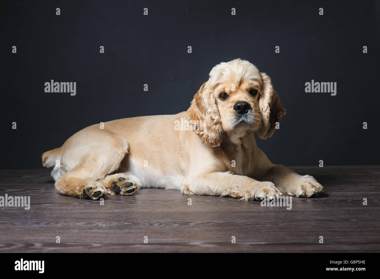 American cocker spaniel lying on dark background. Young purebred Cocker ...