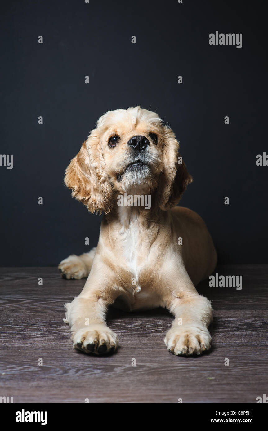 American cocker spaniel lying on dark background. Young purebred Cocker ...