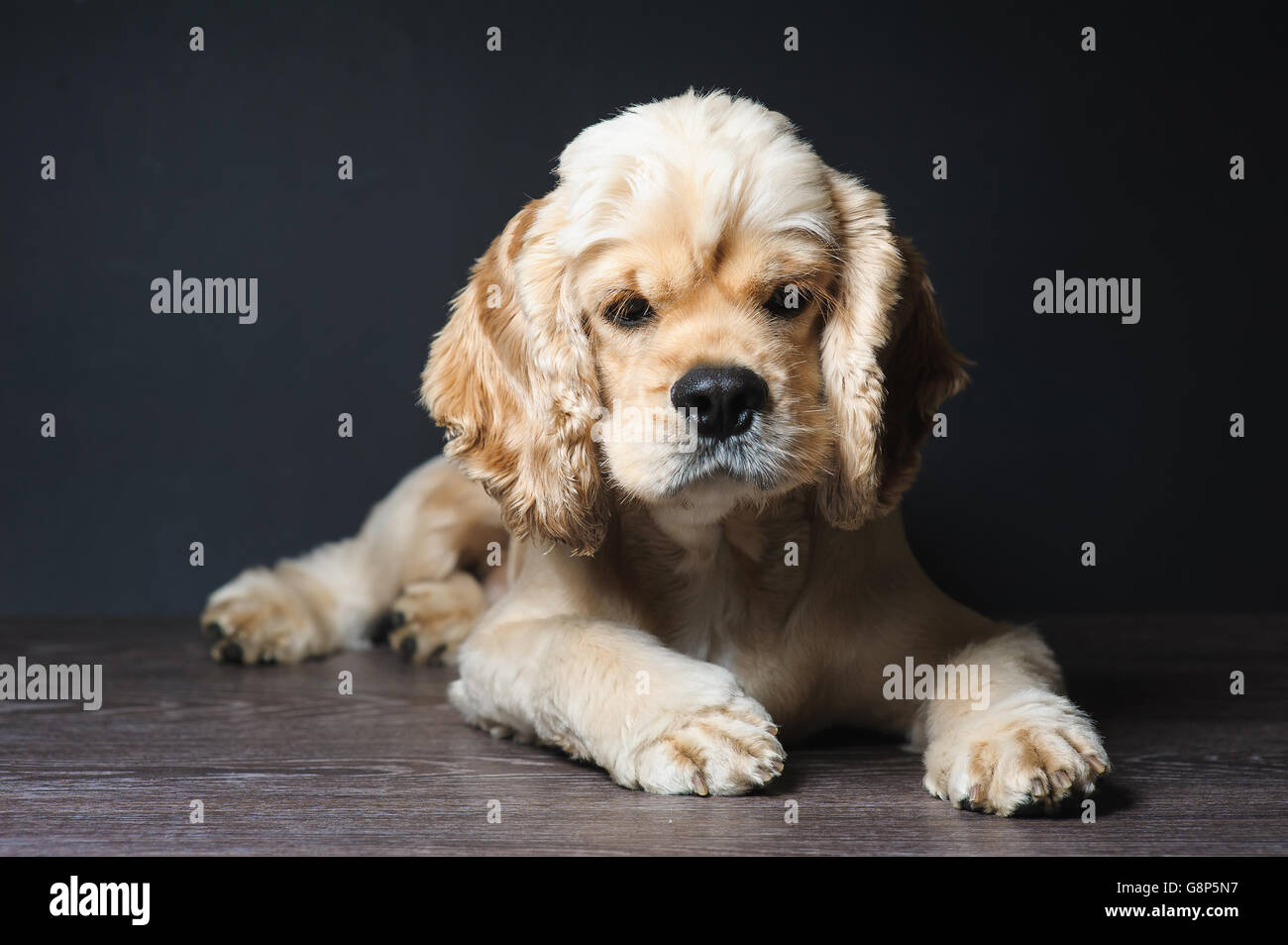 American cocker spaniel lying on dark background.Young purebred Cocker ...