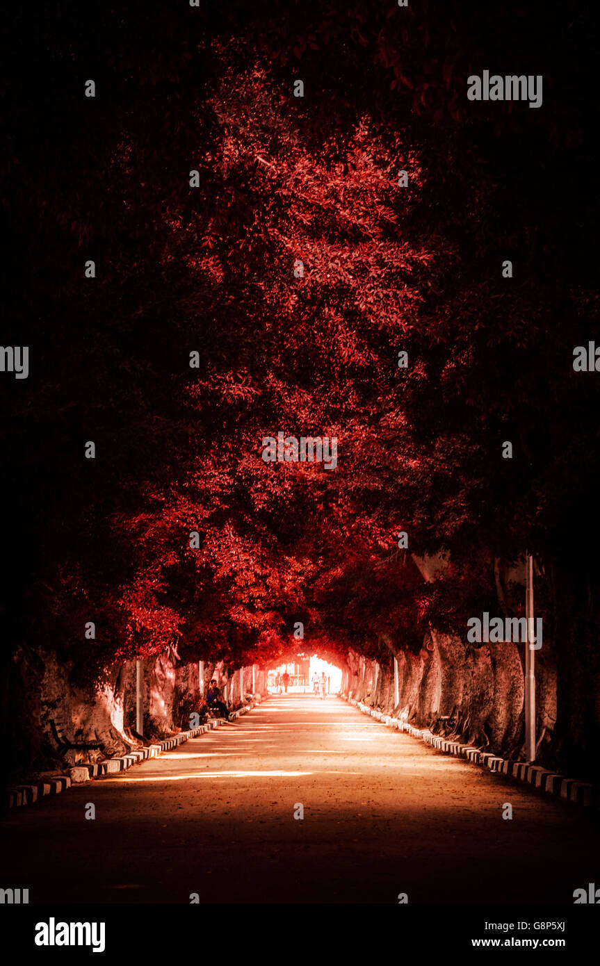 Dark Red Autumn Tree Path with Sun Light at The End Stock Photo - Alamy