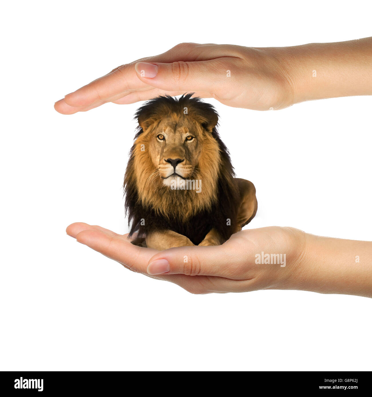 Leon on hand with white background Stock Photo - Alamy