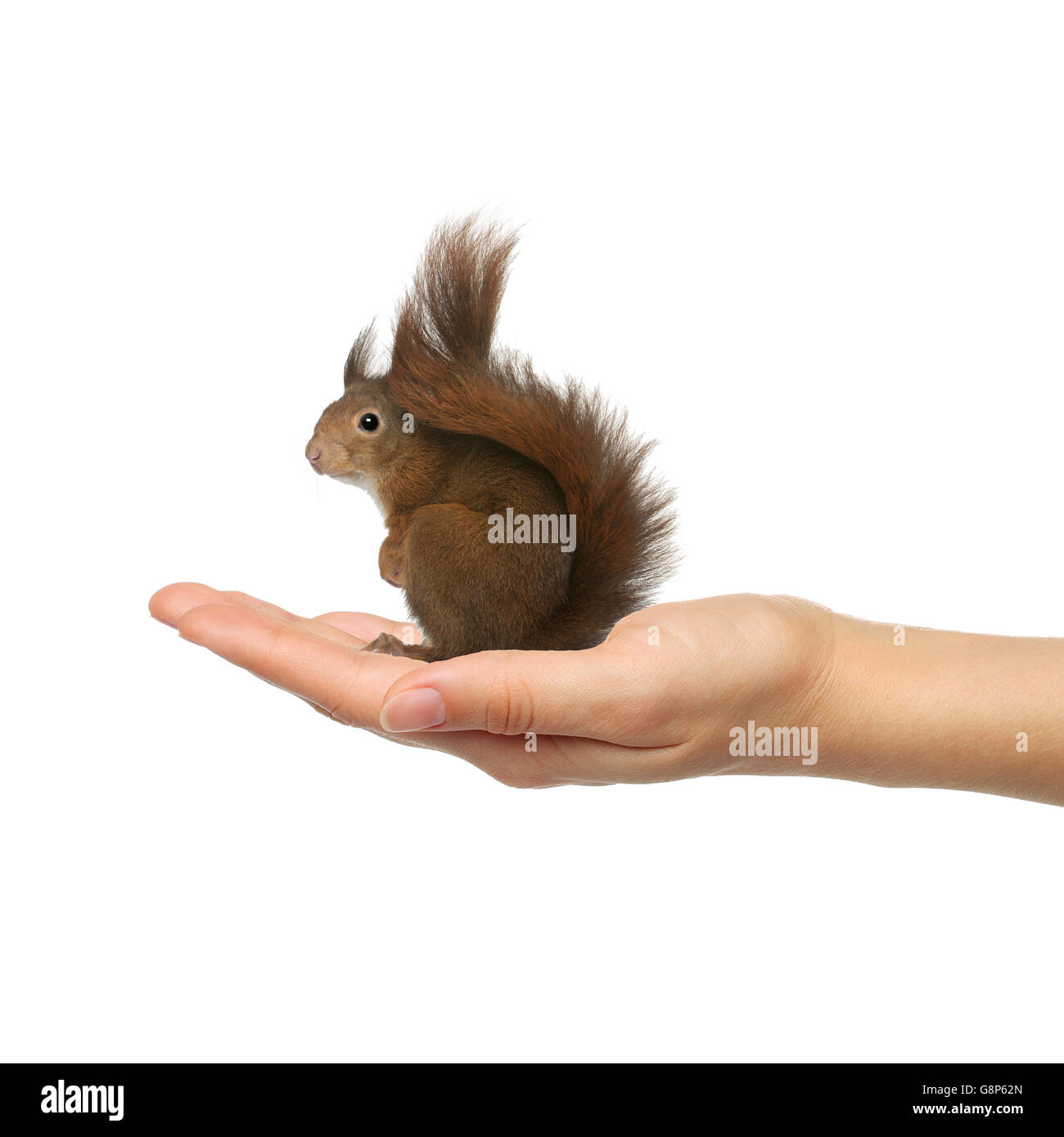 Background squirrel Cut Out Stock Images & Pictures - Alamy