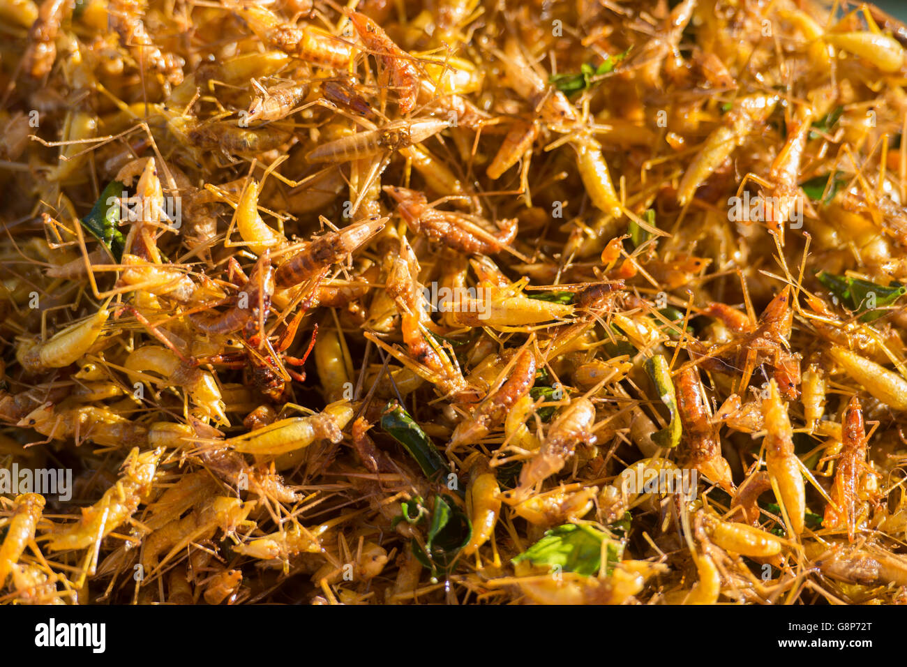 insects at the Market in the city of Surin in Isan in Thailand Stock ...