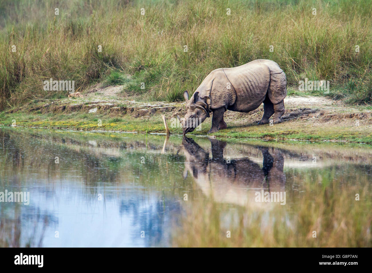One horned rhinoceros habitat hi-res stock photography and images - Alamy