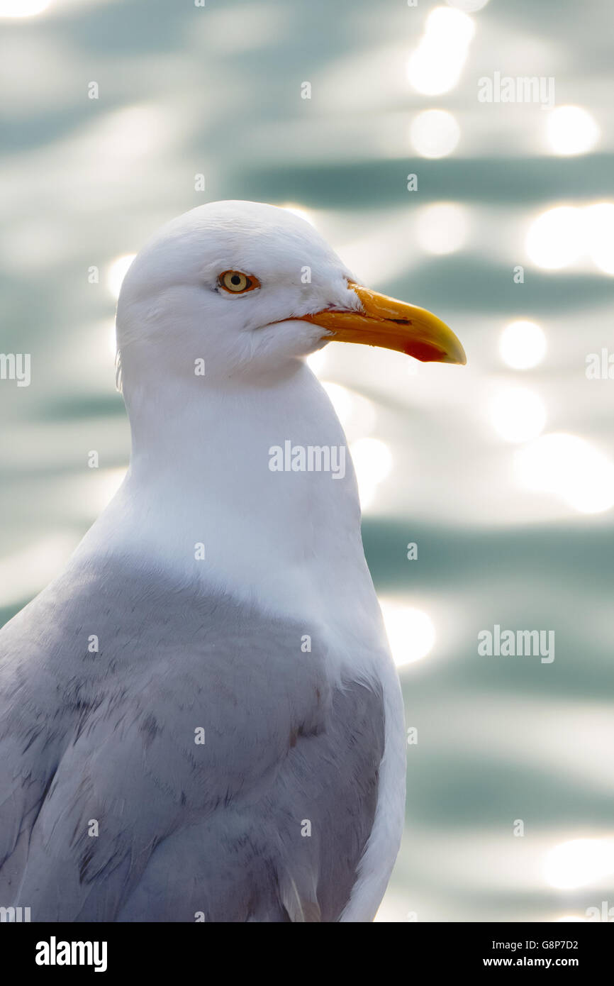 Seagull bird looking out over a glistening sea in St. Ives, Cornwall ...