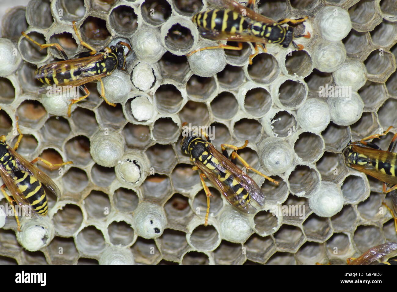 Wasps polist. The nest of a family of wasps which is taken a close-up ...