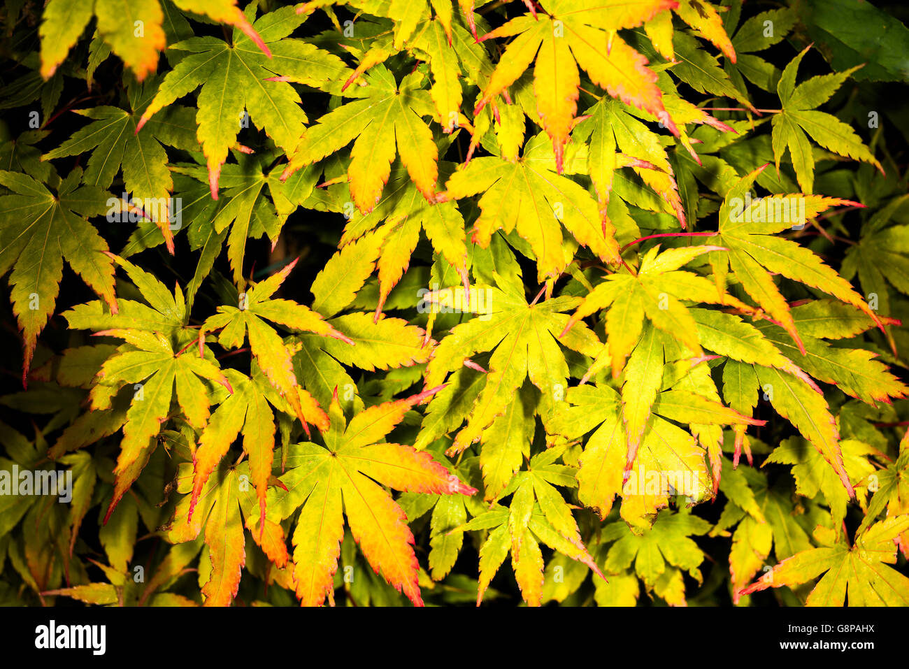 Optimistic colors hi-res stock photography and images - Alamy