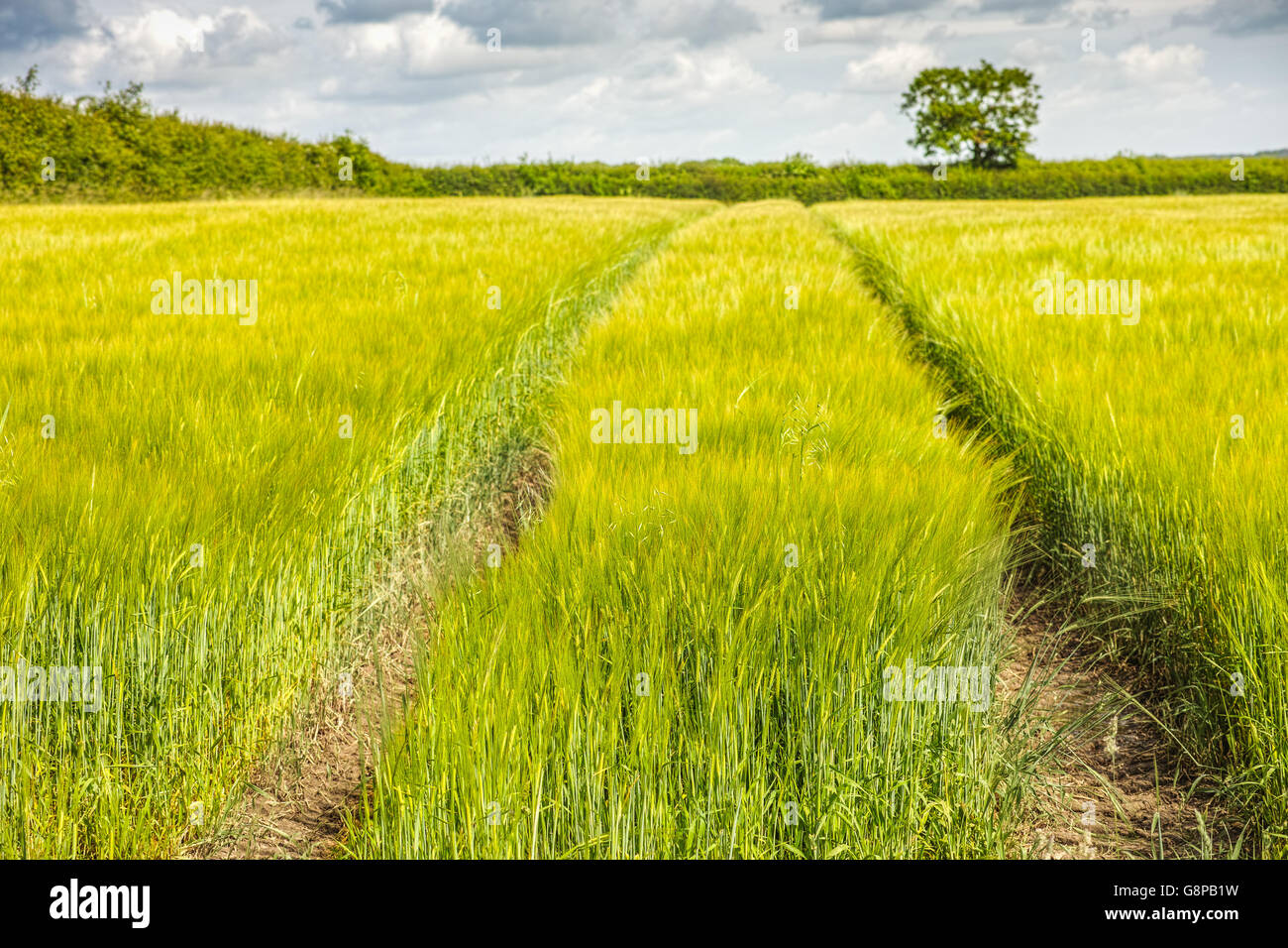 Field of corn after a rainy june in England, 2016 Stock Photo - Alamy