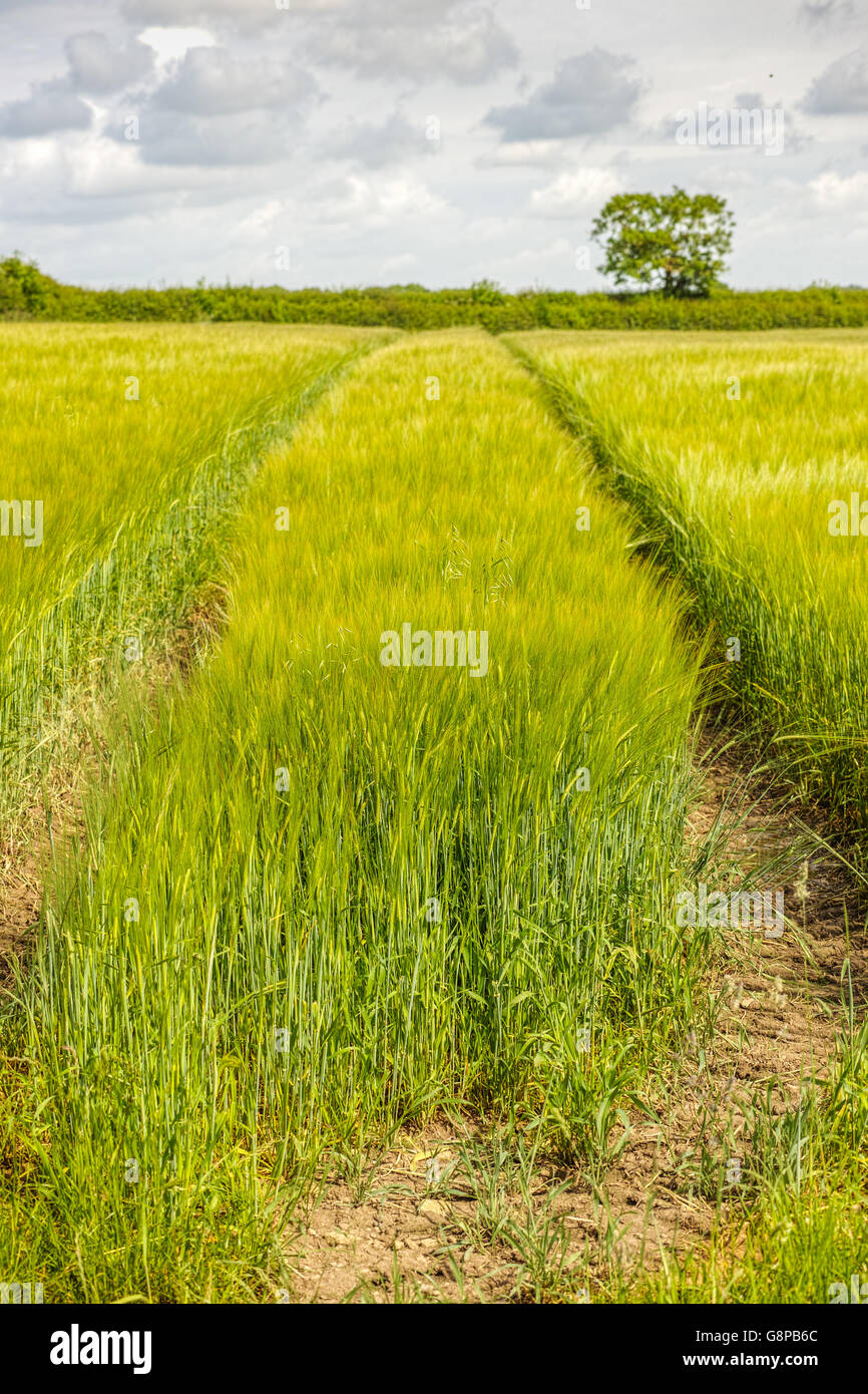 Rainy june hi-res stock photography and images - Alamy