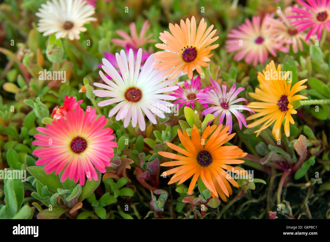 Flower farming cornwall hi-res stock photography and images - Alamy