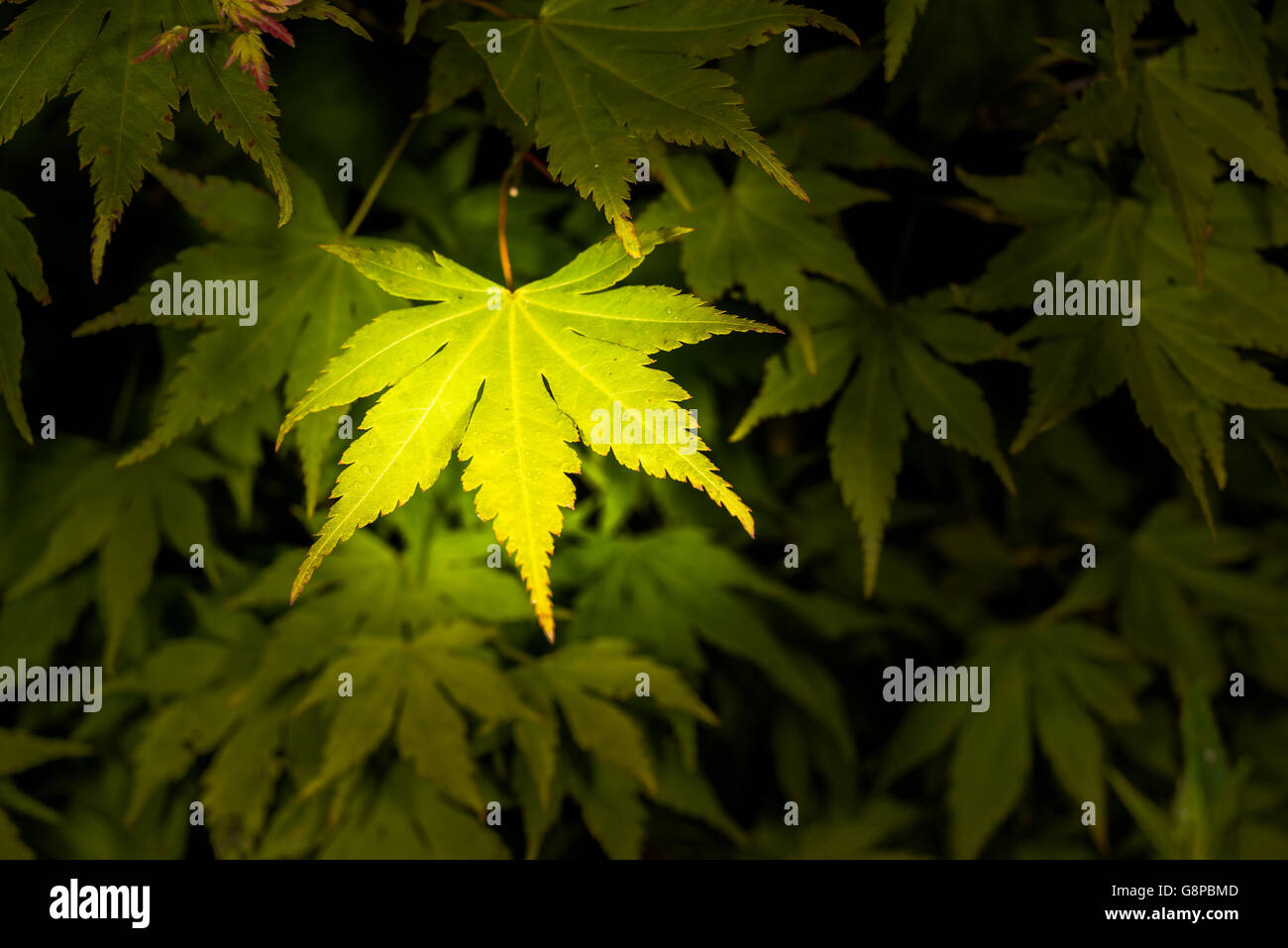Japanese maple leaf hi-res stock photography and images - Alamy