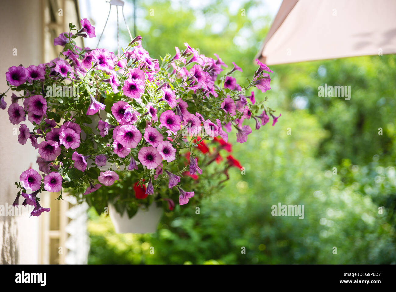 beautiful garden flowers Stock Photo - Alamy