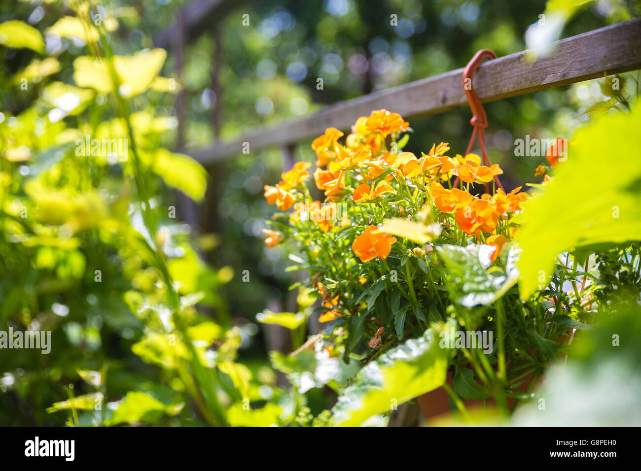 beautiful garden atmosphere Stock Photo - Alamy
