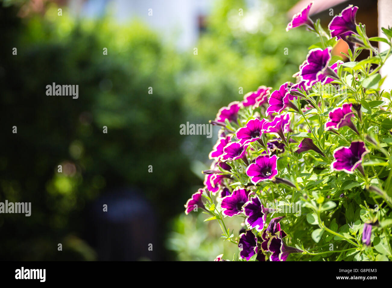 Beautiful garden atmosphere Stock Photo - Alamy
