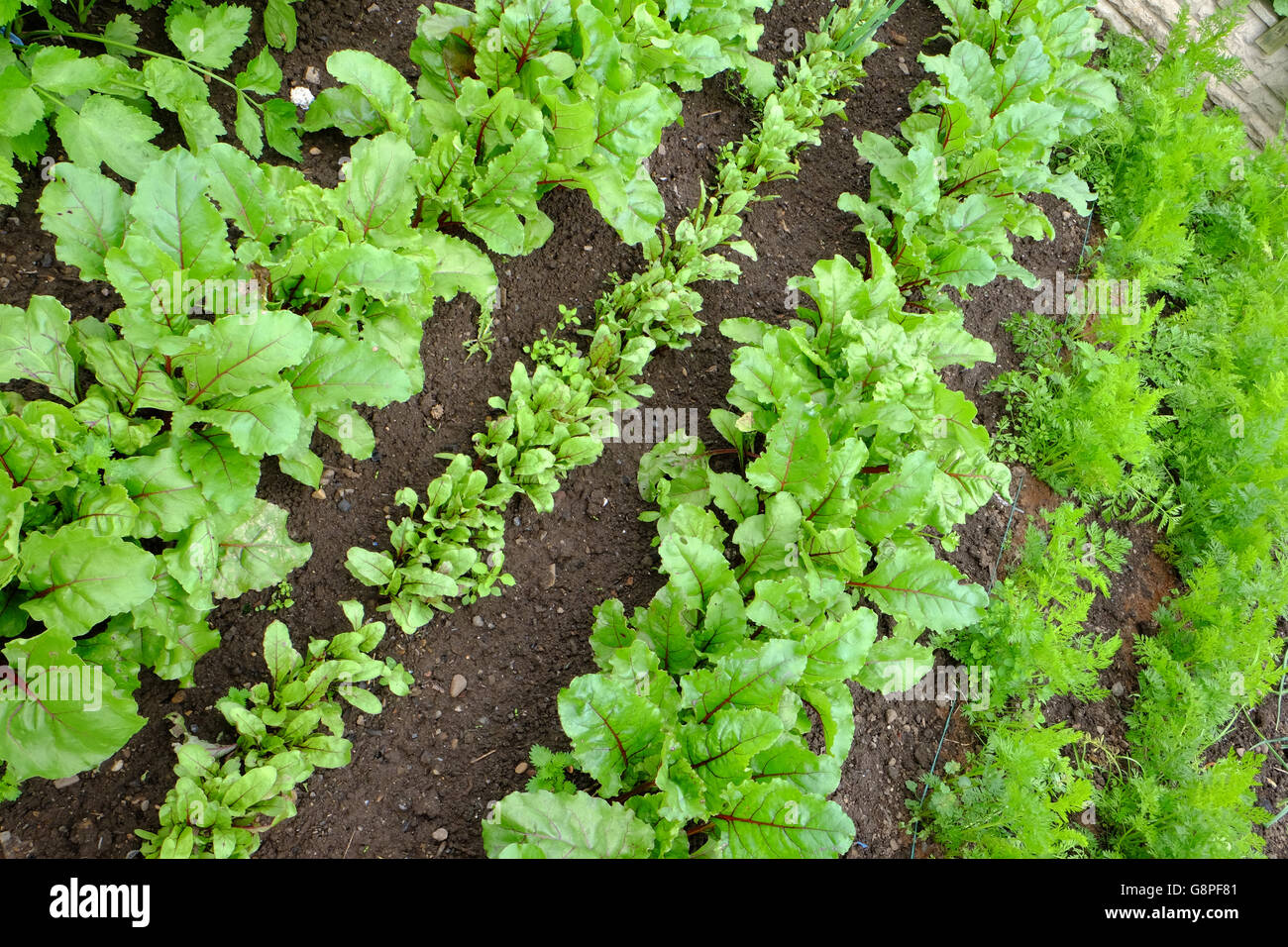 Vegetables growing on allotment Stock Photo - Alamy