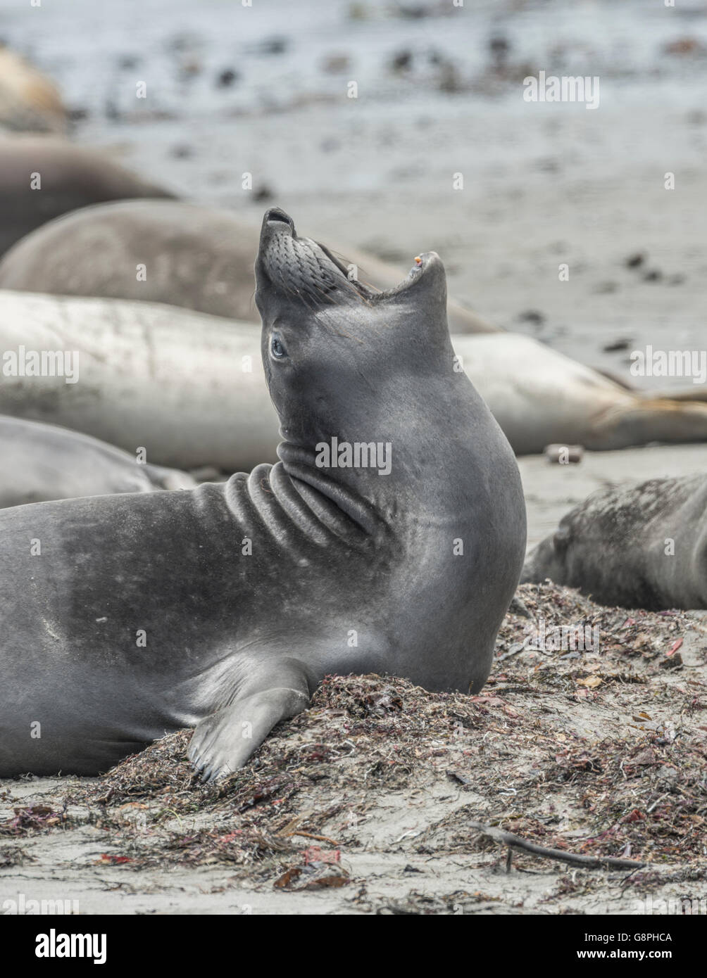 Northern elephant seal (Mirounga angustirostris Stock Photo - Alamy