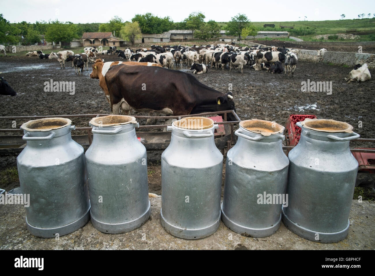 Color image of some Holstein cows in a stable Stock Photo - Alamy