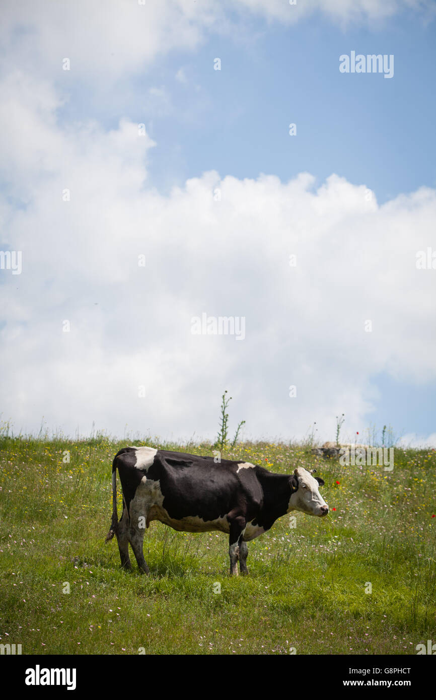 Holstein cow and grazing hi-res stock photography and images - Alamy