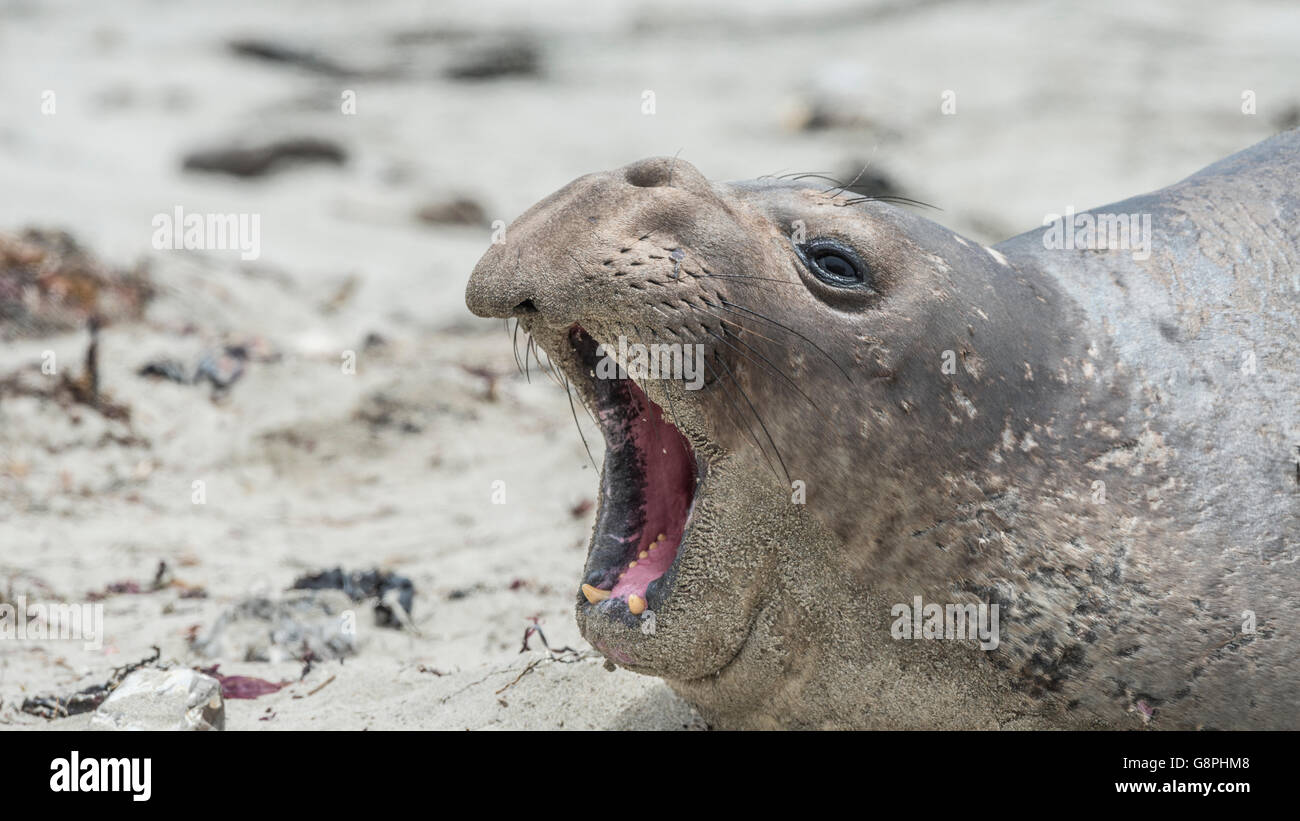 Northern elephant seal (Mirounga angustirostris Stock Photo - Alamy
