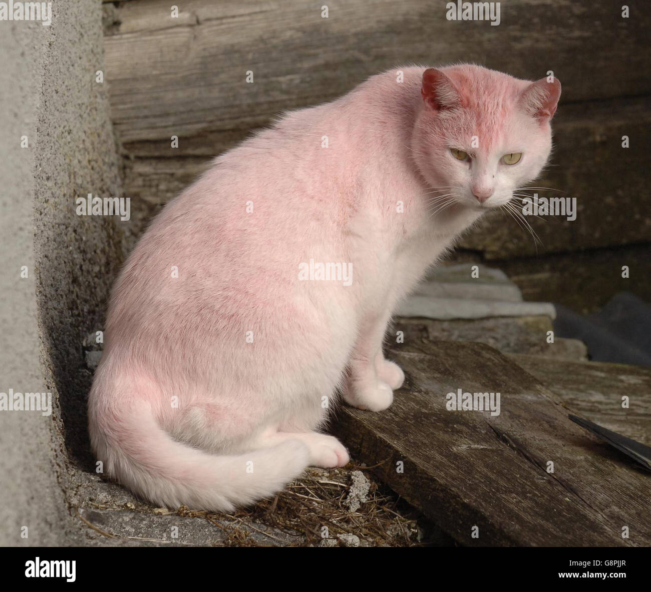 Cat 4 hi-res stock photography and images - Alamy