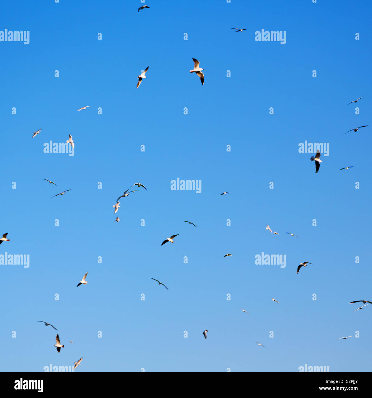 and free group of birds in oman the sky Stock Photo - Alamy