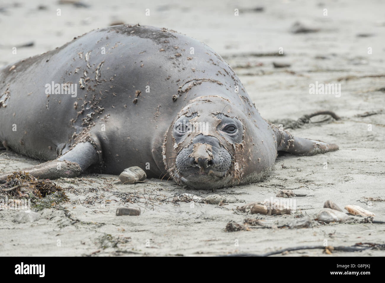Northern elephant seal (Mirounga angustirostris Stock Photo - Alamy