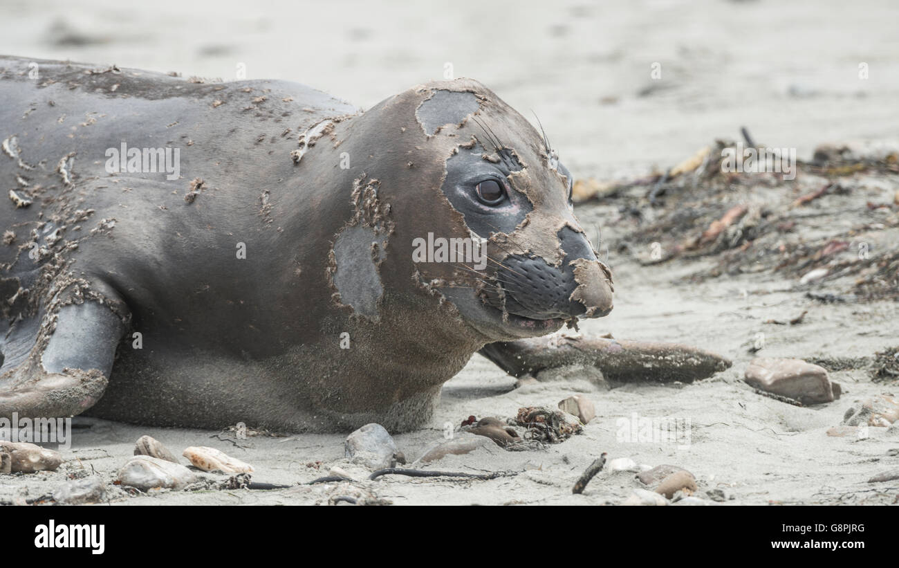 Northern elephant seal (Mirounga angustirostris Stock Photo - Alamy