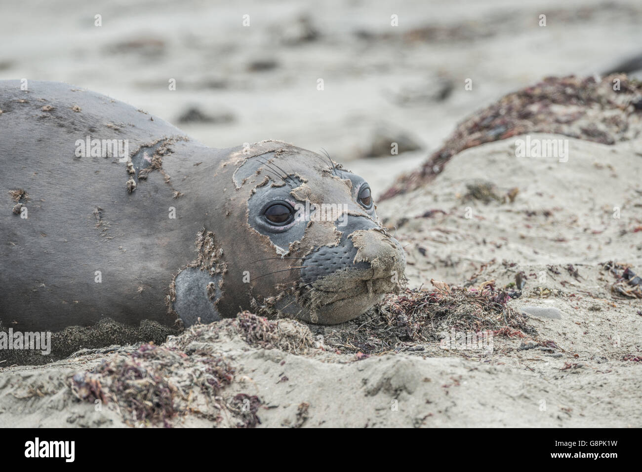 Northern elephant seal (Mirounga angustirostris Stock Photo - Alamy