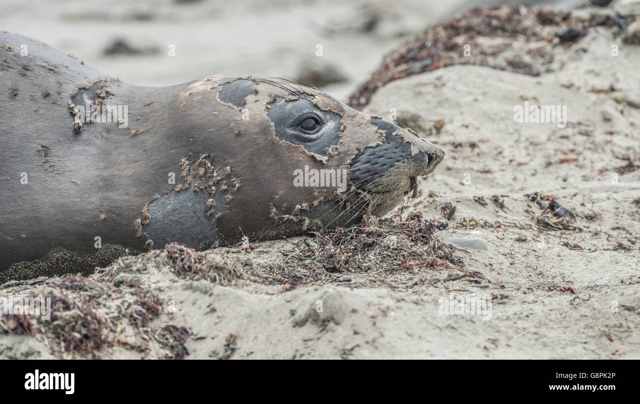 Northern elephant seal (Mirounga angustirostris Stock Photo - Alamy