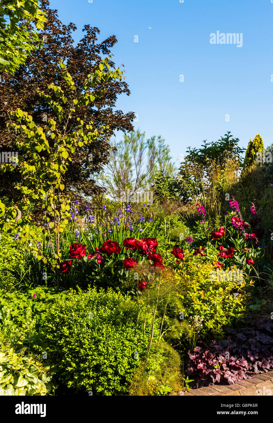 Fabulous summer floral display in a north London garden, UK Stock Photo ...