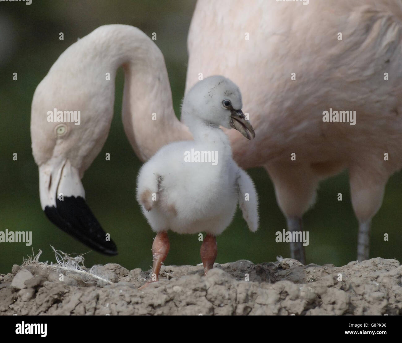 Unsteady on its feet a young Chilean Flamingo at the Wildfowl ...