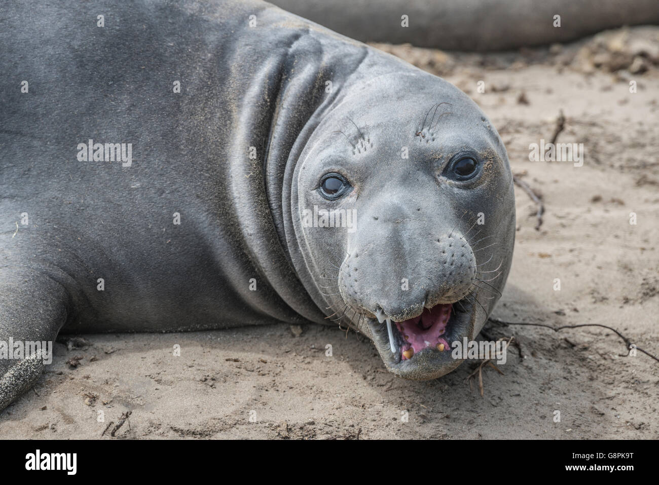 Northern elephant seal (Mirounga angustirostris Stock Photo - Alamy