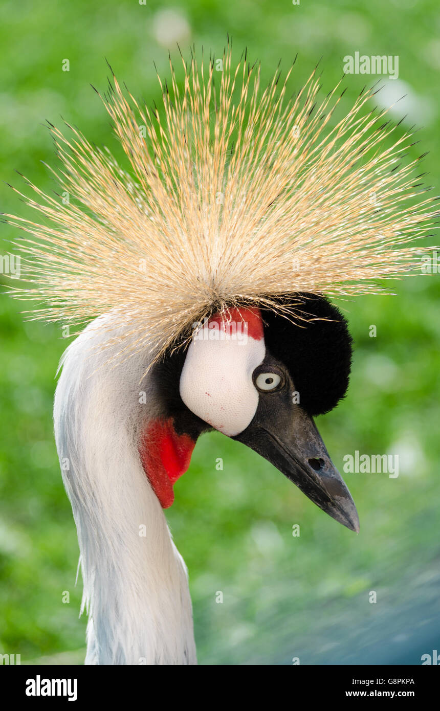 A beautiful grey crowned crane on sun light Stock Photo - Alamy
