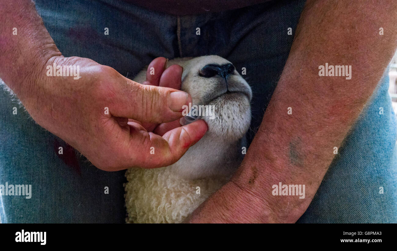 Farmer holding lamb hi-res stock photography and images - Alamy