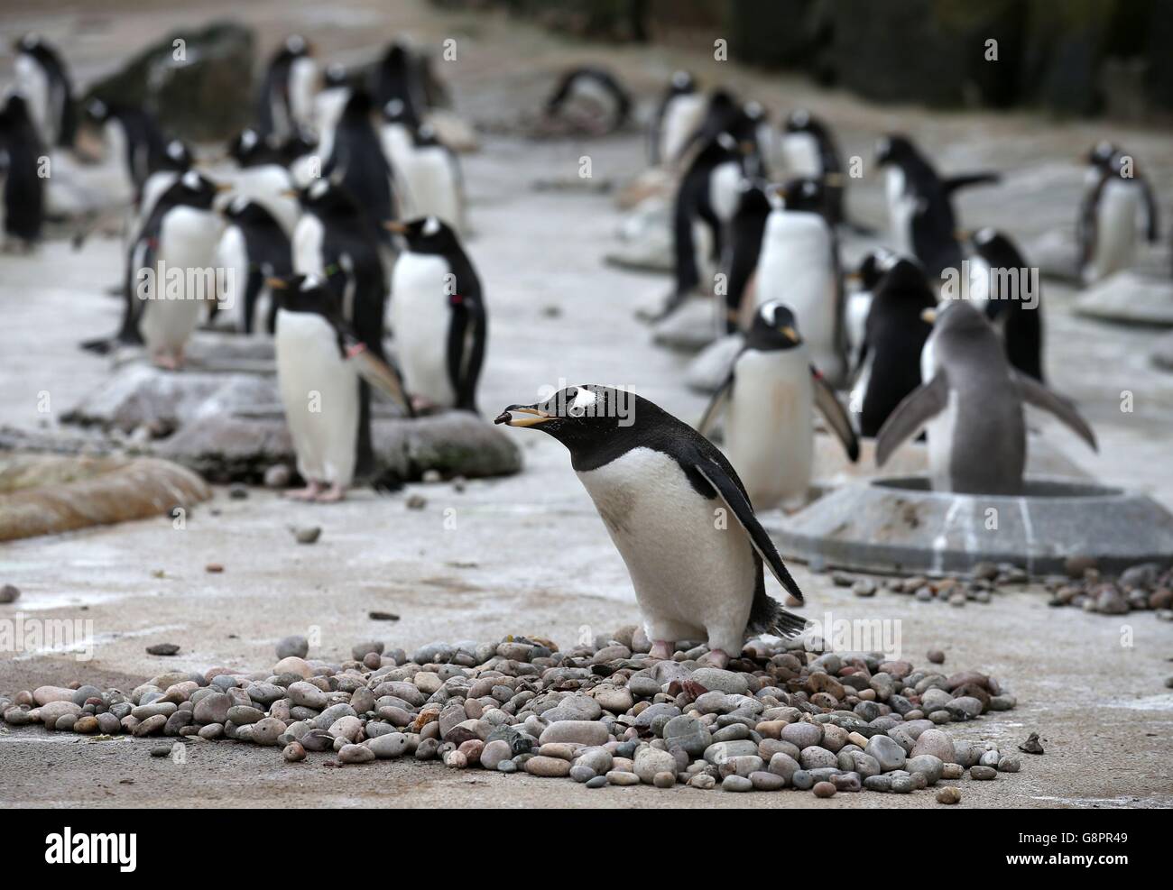 Gentoo Penguins Pebble