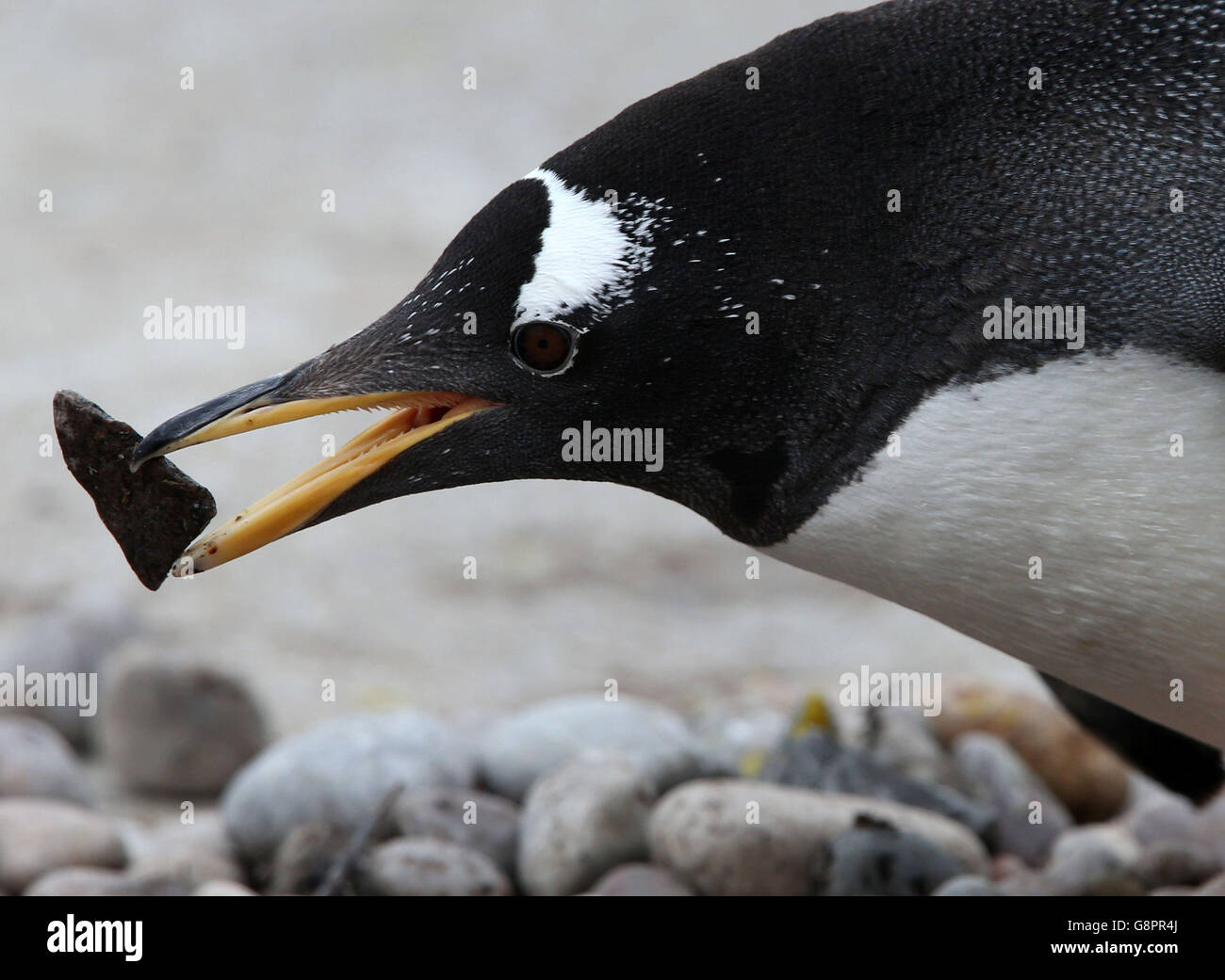 Gentoo penguins move pebbles to their nest after keepers placed them in ...