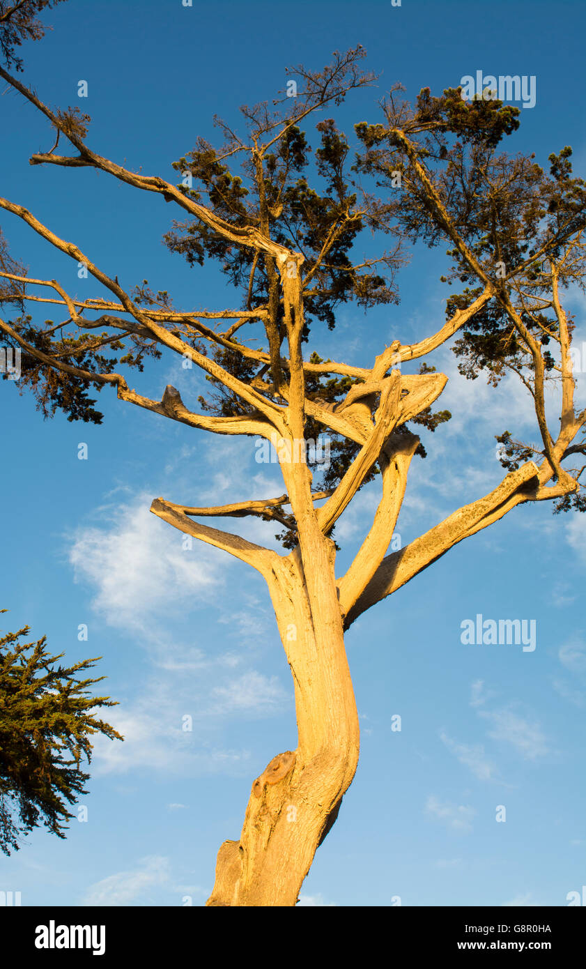 Carmel California old tree on beach at ocean near Pebble Beach Stock ...
