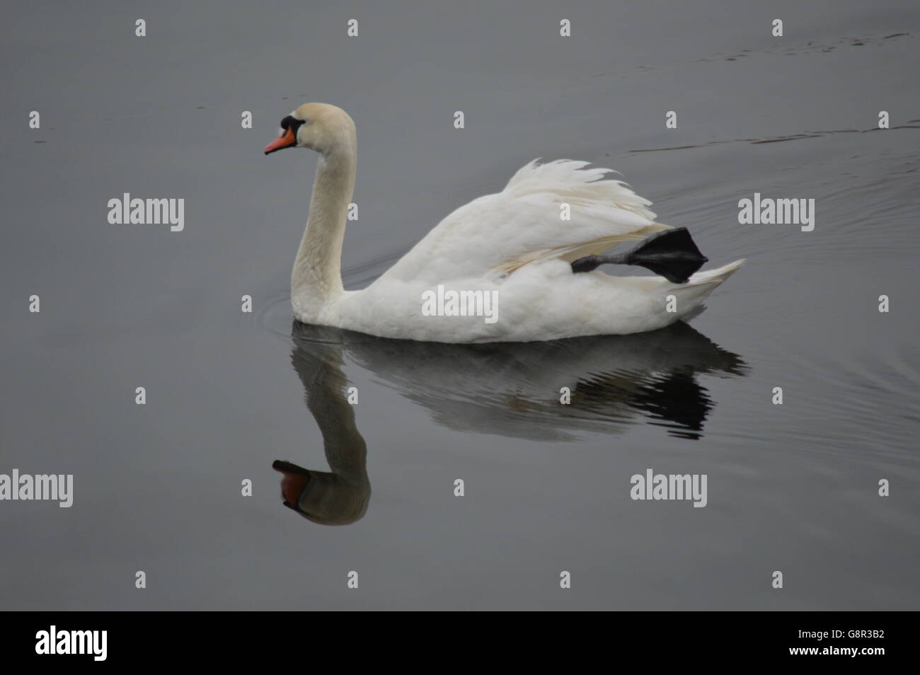 Swan and shadow Norway Stock Photo - Alamy
