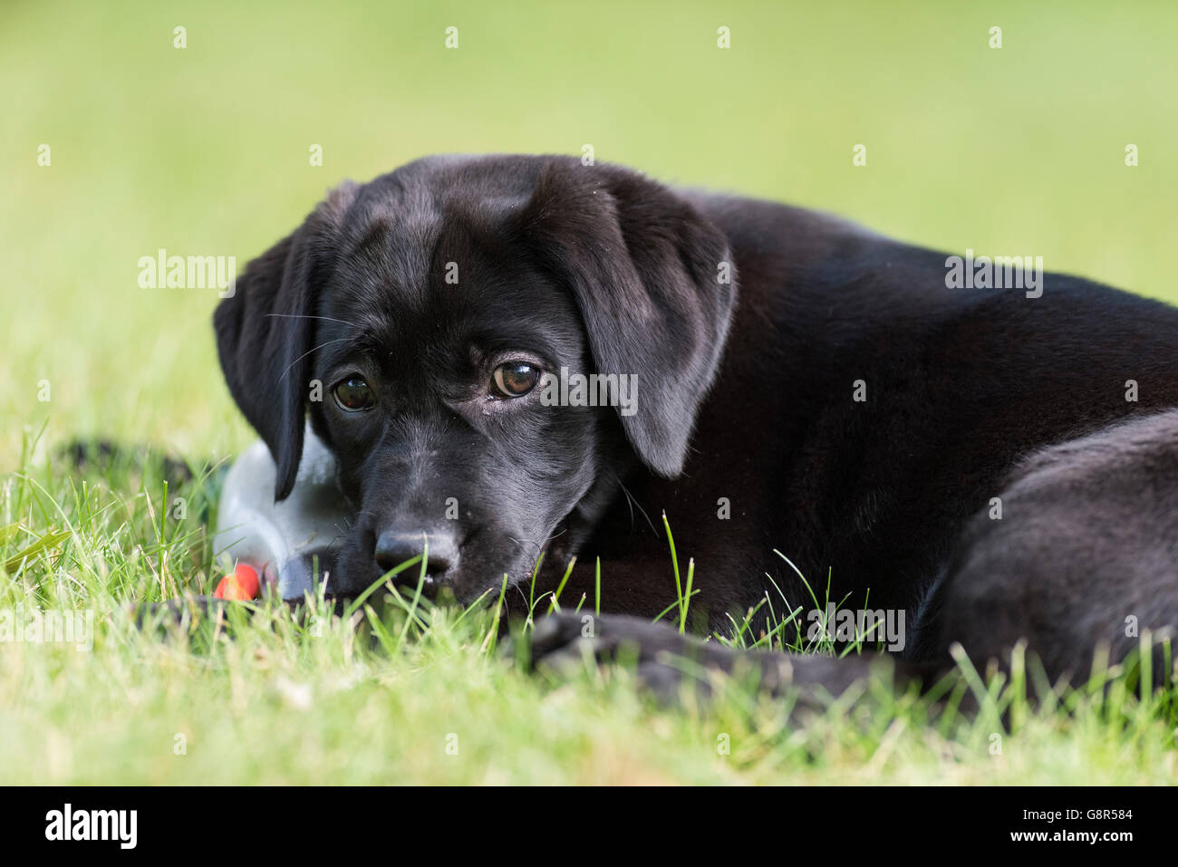 A Black Labrador Retriever puppy with a duck retrieving dummy Stock ...
