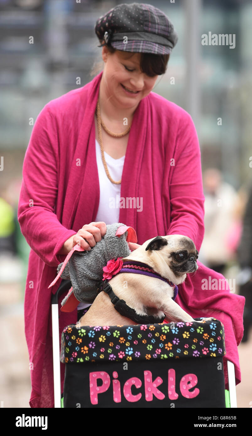 A pug named Pickle arrives for day one of Crufts 2016 at the NEC ...