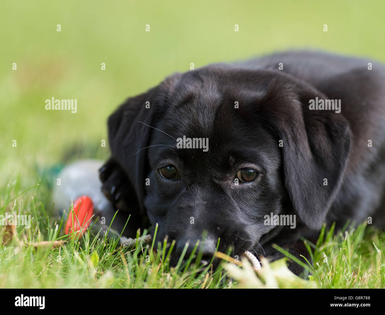 A Black Labrador Retriever puppy with a duck retrieving dummy Stock ...