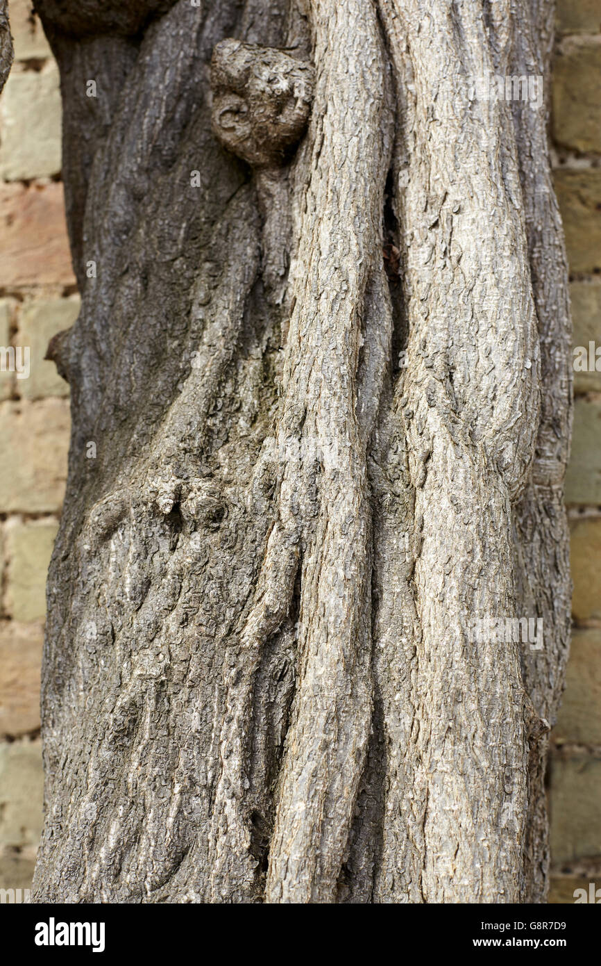 Knarled tree hi-res stock photography and images - Alamy