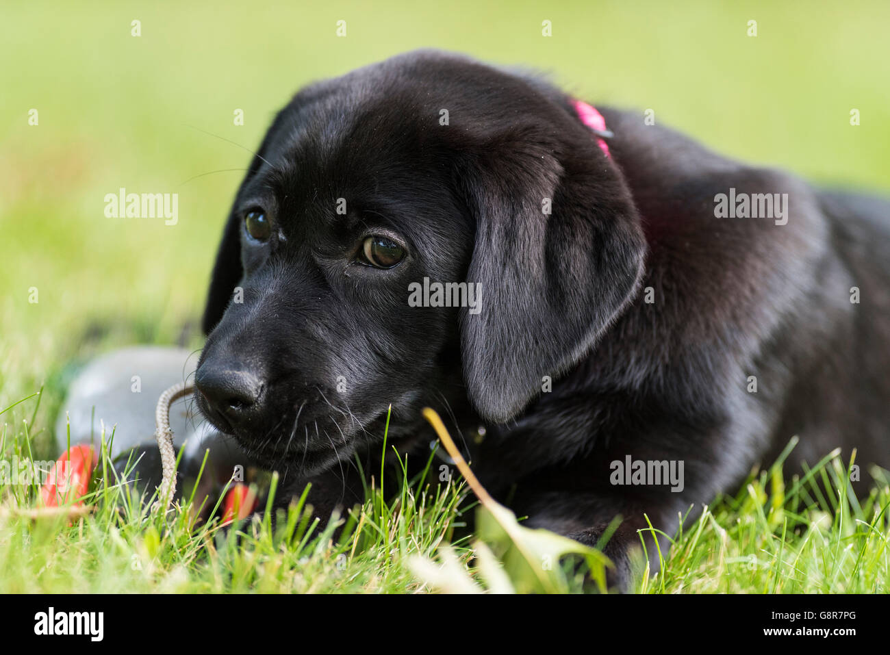 A Black Labrador Retriever puppy with a duck retrieving dummy Stock ...