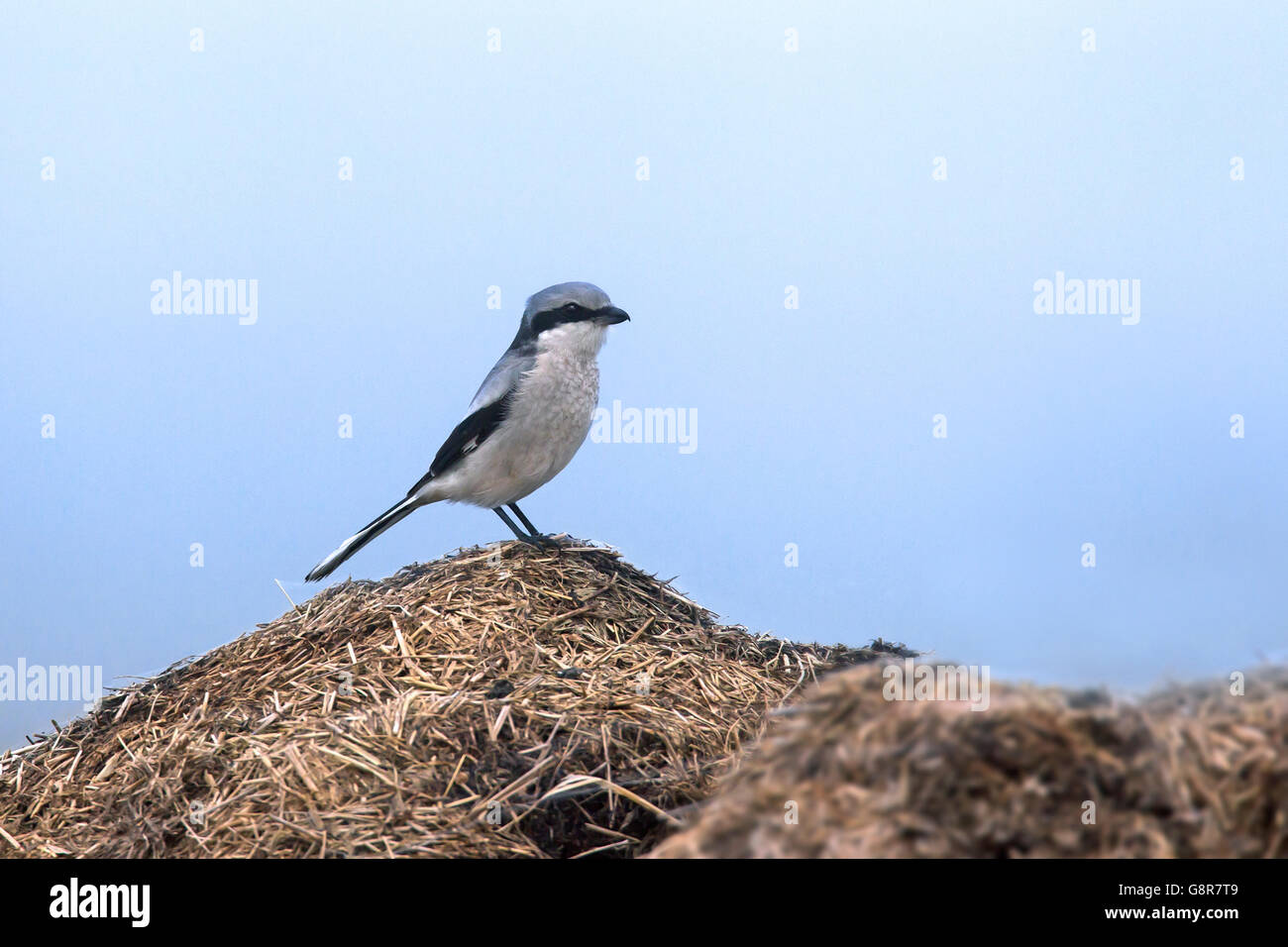 Great grey shrike / northern grey shrike / northern shrike (Lanius ...