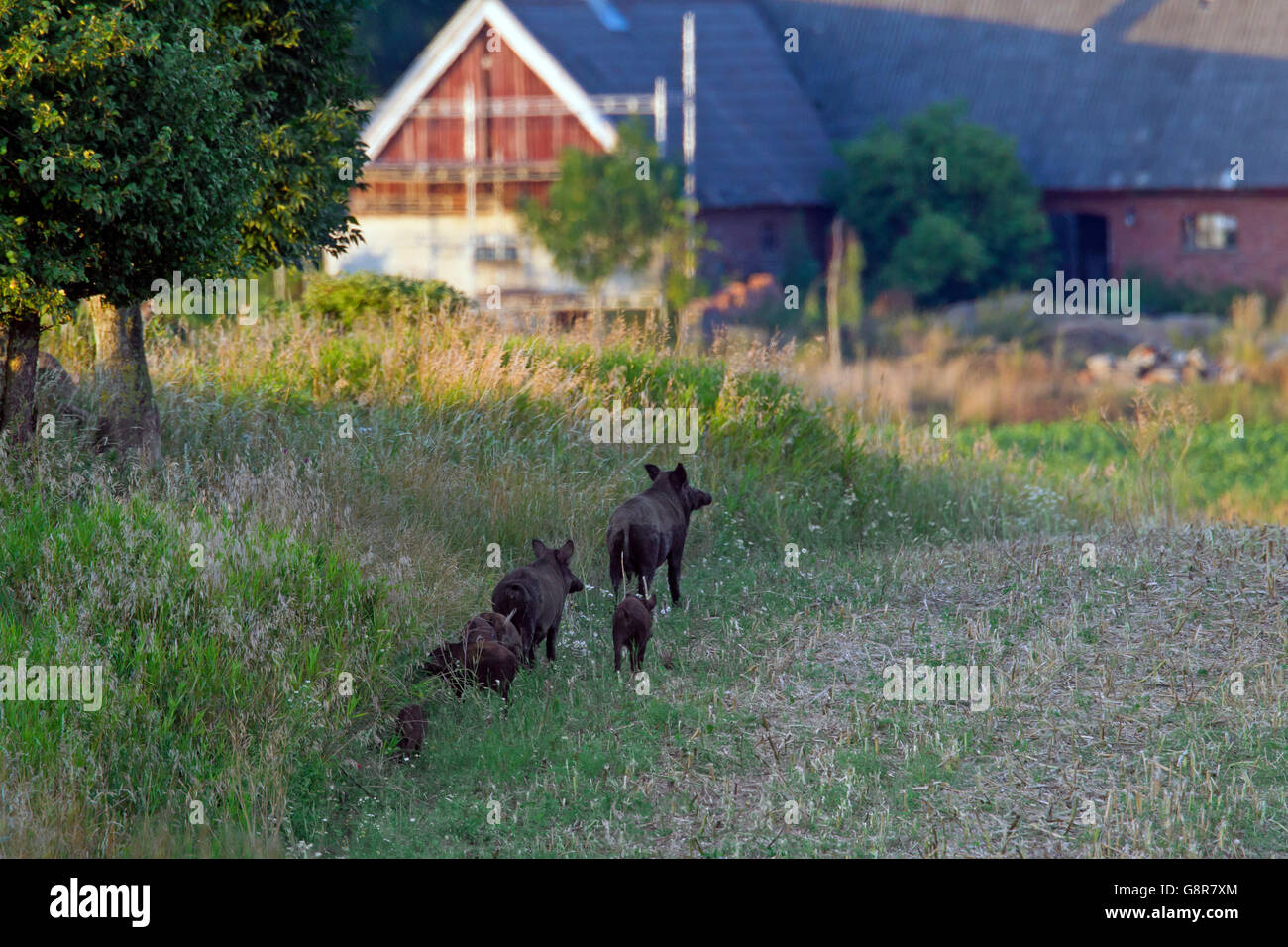 Wild boar (Sus scrofa) sounder foraging on farmland near farm in summer ...