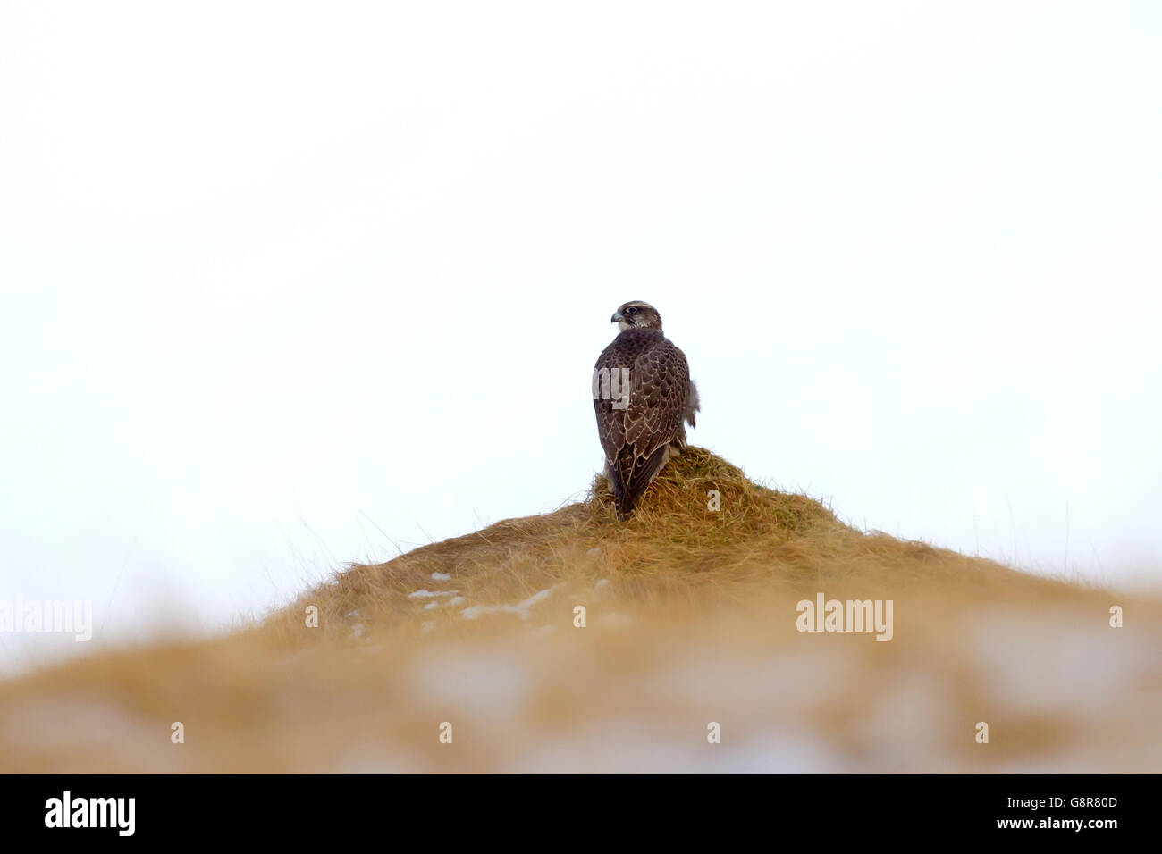 Gyrfalcon / gerfalcon (Falco rusticolus) in winter, Iceland Stock Photo ...