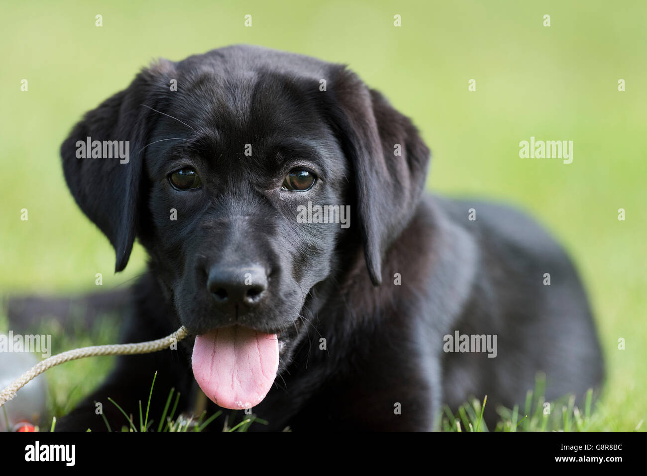A young Black Labrador Retriever Stock Photo - Alamy